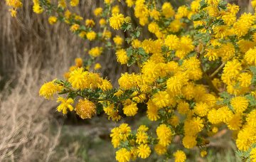 City of Stirling - Native plants and habitats