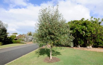 City of Stirling - Trees