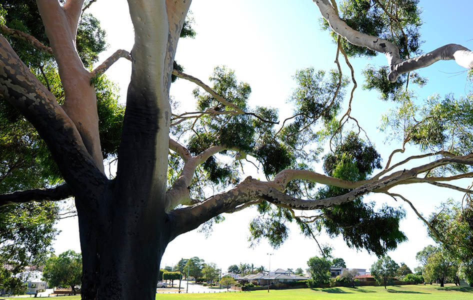 City of Stirling - Ted Cross Reserve